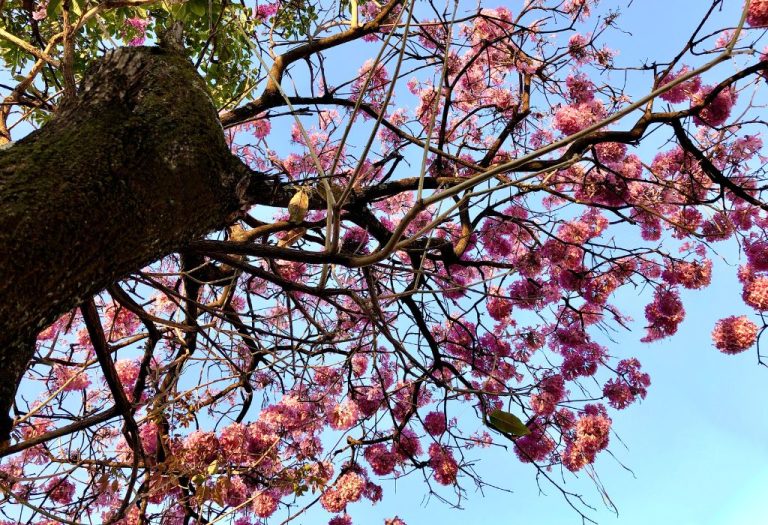 Os tipos de árvores que florescem na primavera e trazem cor ao seu jardim
