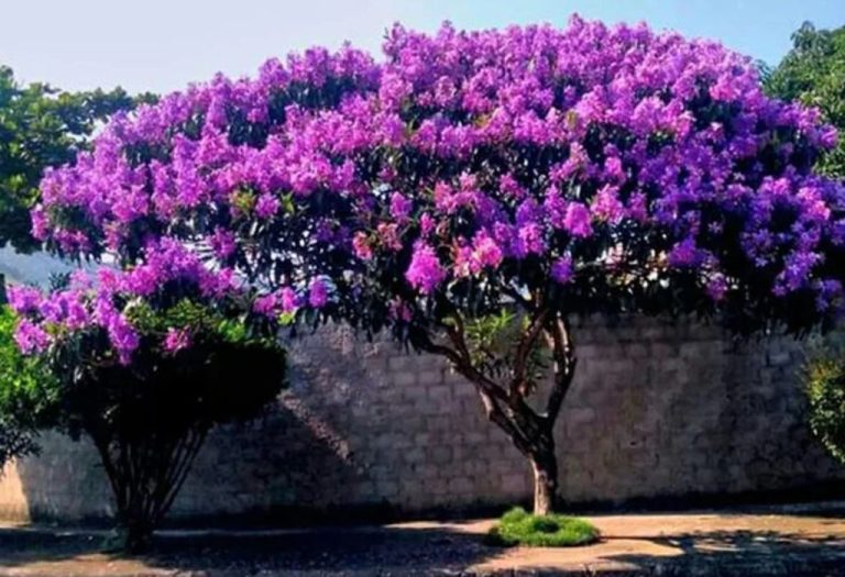 Os tipos de árvores que florescem na primavera e trazem cor ao seu jardim