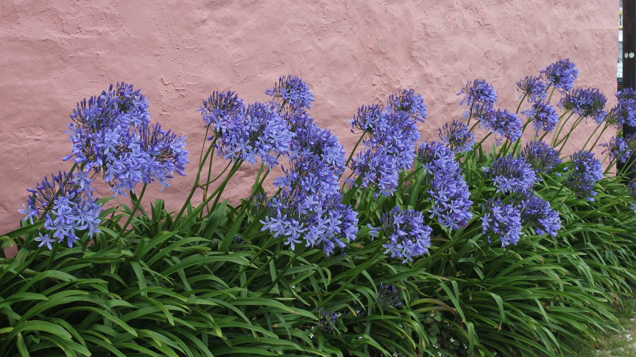 7 passos simples para criar um jardim com flores perenes e garantir ...