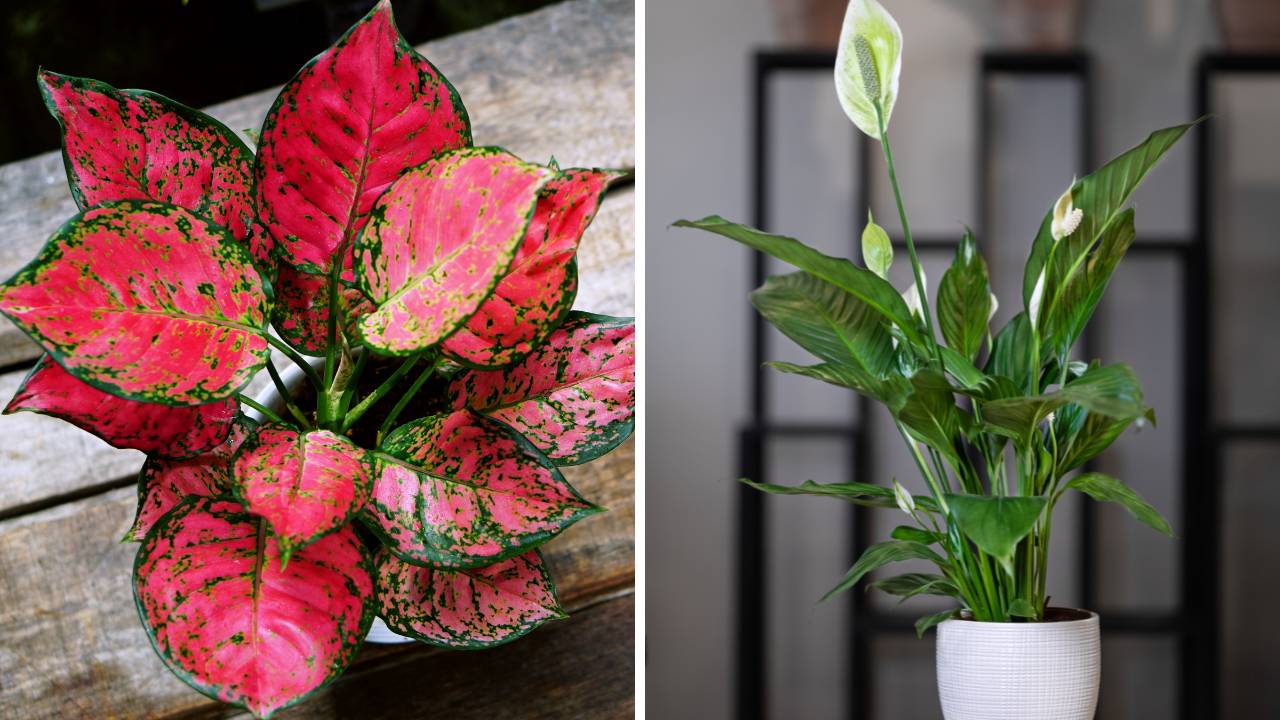 Plantas para cultivar na sombra: 5 espécies perfeitas para espaços com ...