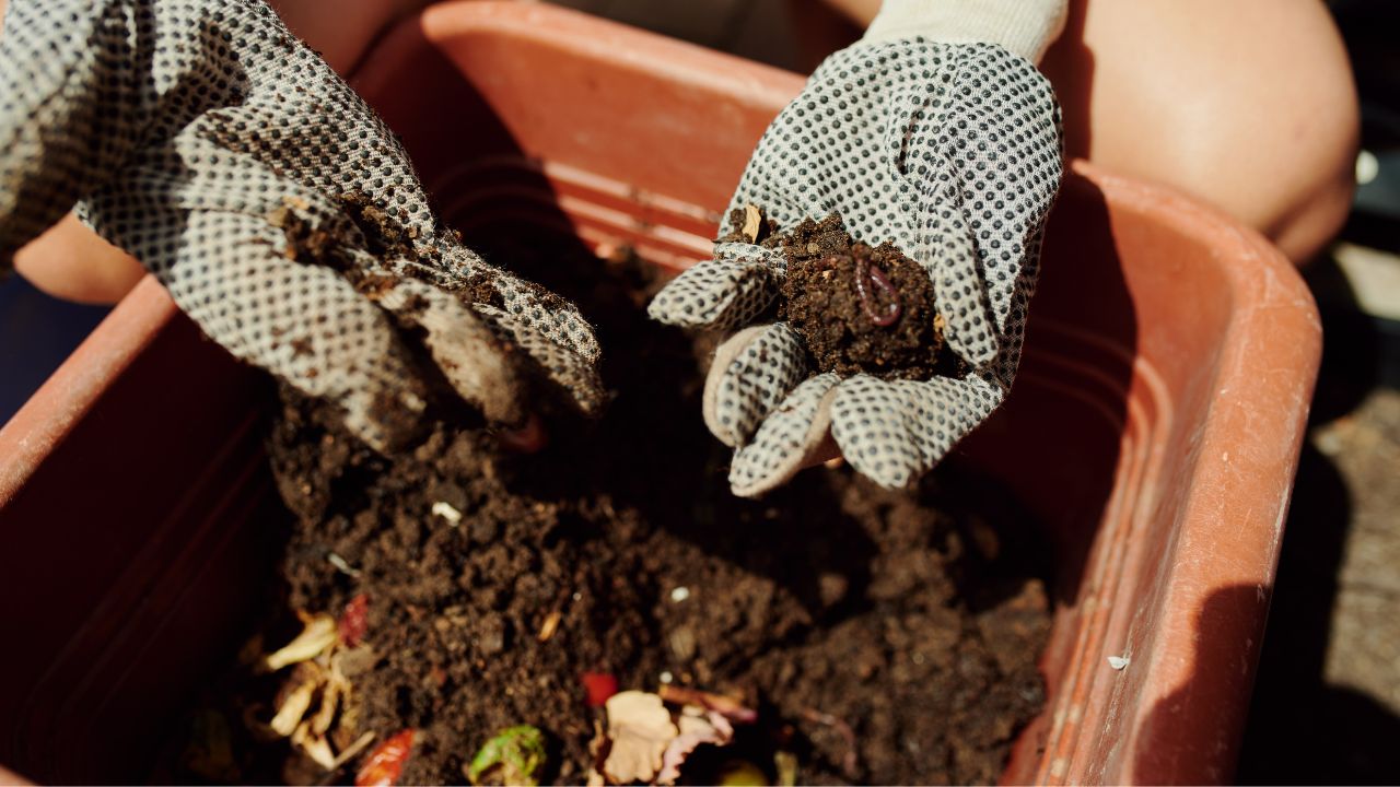 Adubação correta: como nutrir suas plantas para um crescimento saudável