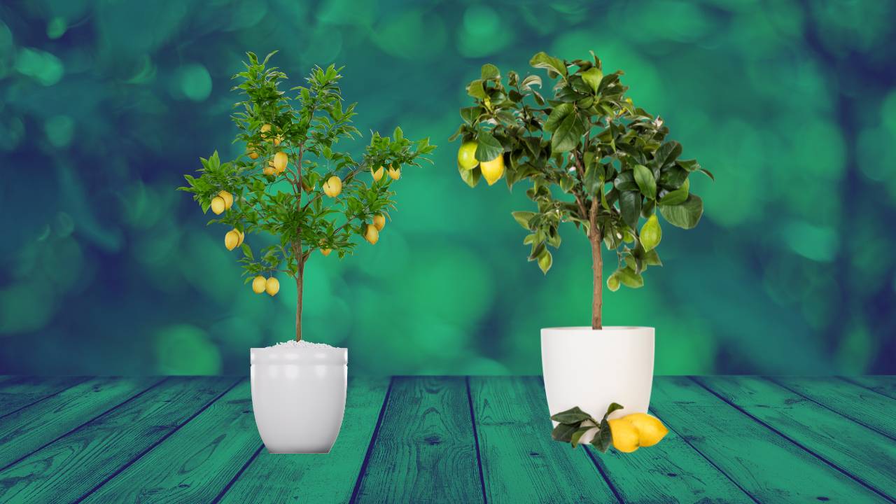 Como cultivar limoeiros em vasos e colher limões frescos em casa