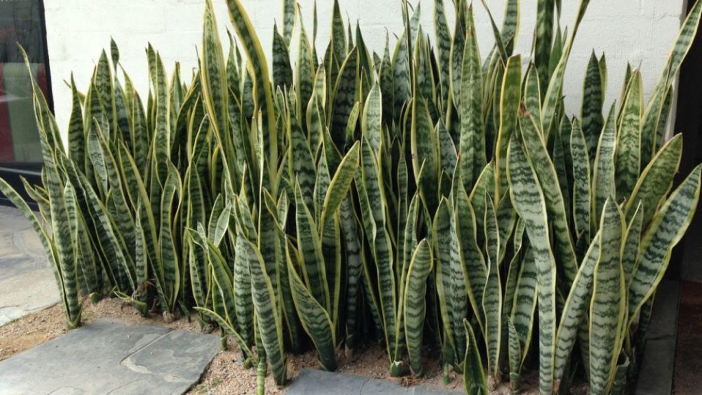 Espada de Santa Bárbara: Cultivo e Propagação Guia