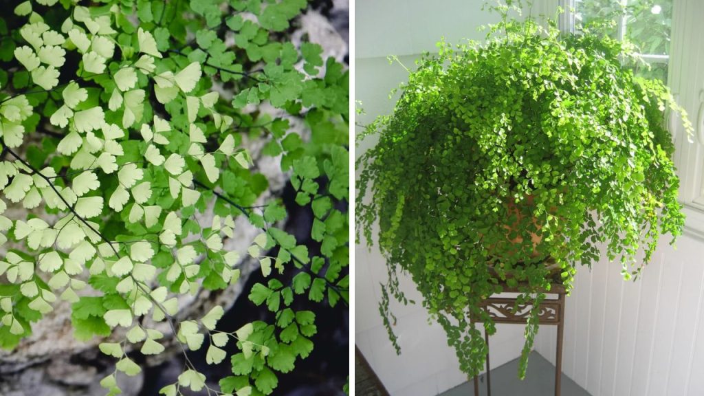 Avenca: Guia Completo para Cultivar em Casa