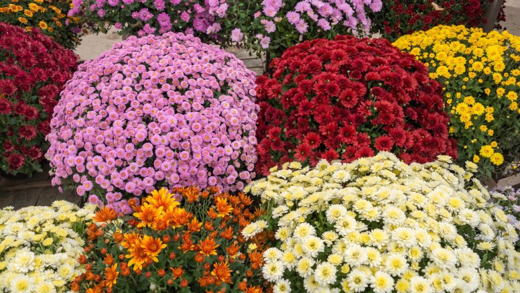 Crisântemos: Tudo sobre Cultivo e Significados Espirituais
