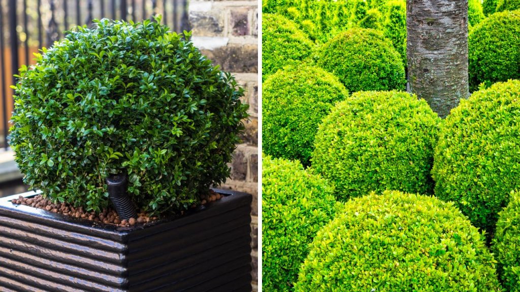 Buxinho: Cultivo e Significados da Planta Clássica