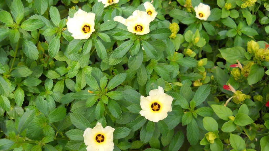 Chanana: Flor Medicinal e Seus Usos Incríveis