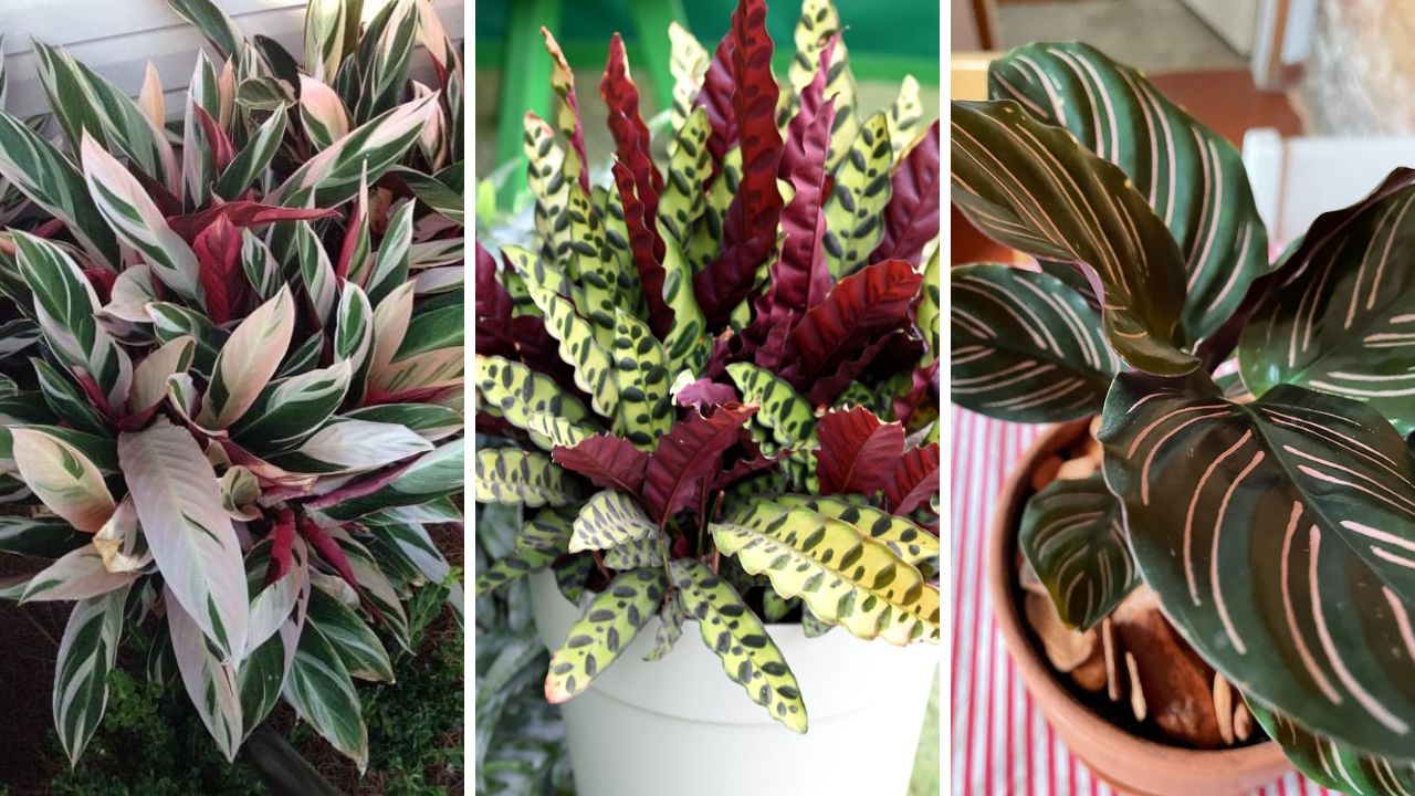 6 tipos de marantas para decorar seu lar com cores e elegância natural