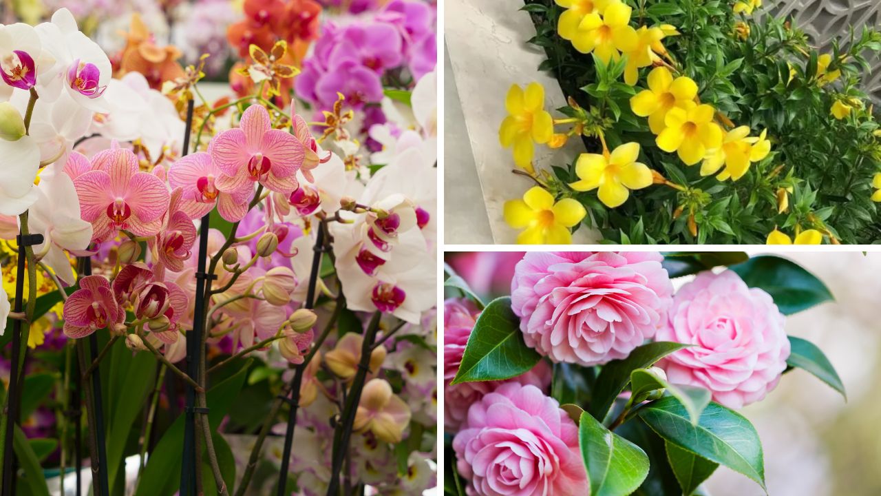 Flores Brasileiras: Conquiste Jardins em 2025