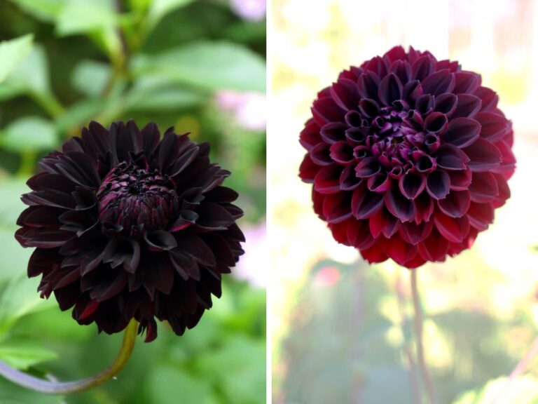 Dália Negra: os segredos por trás da flor de cor super rara que fascina ...